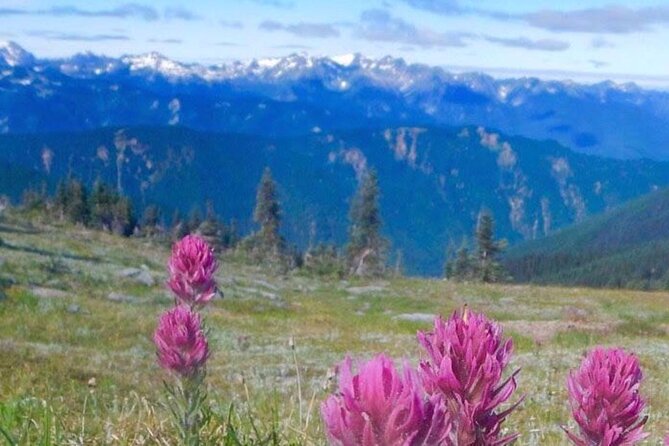 Explore Olympic National Park from Seattle through Van /Ferry - Who Is This Tour Best For?