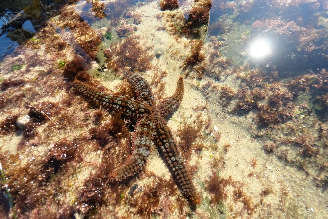 Explore San Diego Tide Pools with a Marine Biologist - Detailed Breakdown of the Experience