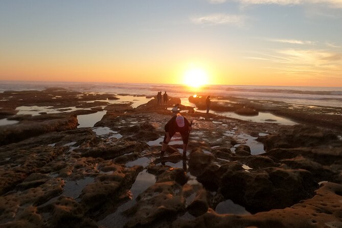 Explore San Diego Tide Pools with a Marine Biologist - Who Will Love This Tour?