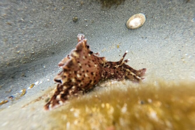 Explore San Diego Tide Pools with a Marine Biologist - The Value Proposition