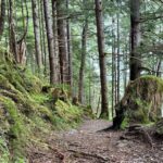 Explore Tongass National Forest on Connell Lake Trail Hike - Key Points