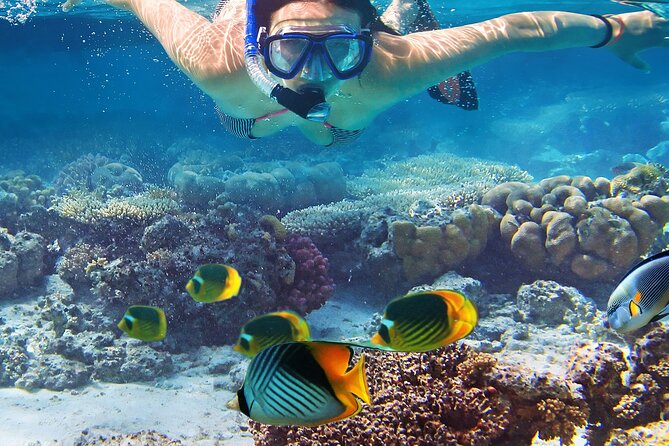 Explore Turtle Canyons Waikiki Snorkel and Sail Adventure - What to Expect from the Waikiki Snorkel and Sail Adventure
