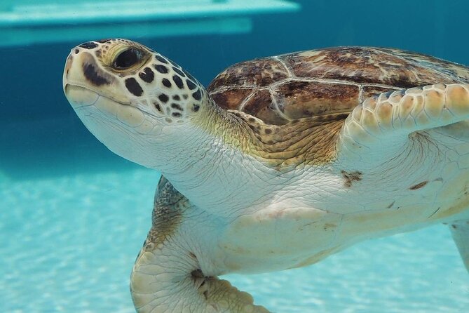 Explore Wildlife Sanctuaries on the WILD Palm Beaches Tour - Why This Tour Works Well