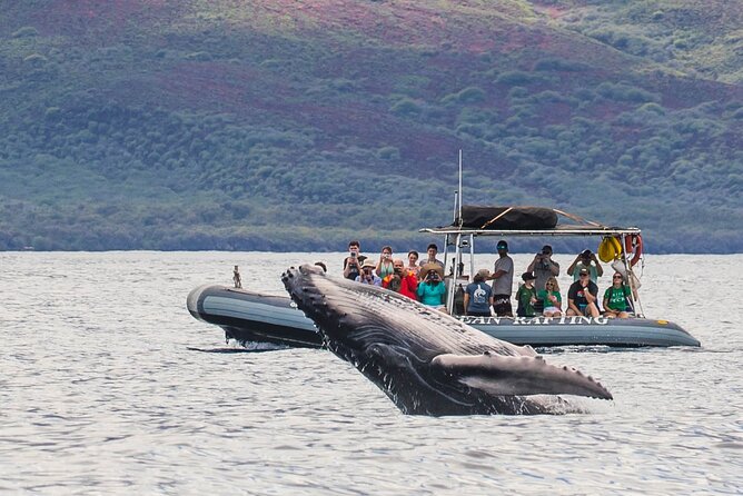 Eye-Level Whale or Dolphin Watching Eco-Raft Tour from Lahaina - Practical Tips for Your Maui Whale or Dolphin Tour