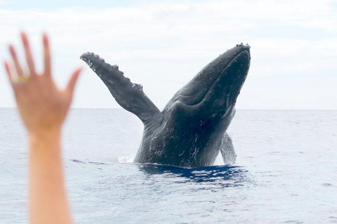 Eye-Level Whale or Dolphin Watching Eco-Raft Tour from Lahaina - Who Should Consider This Tour?