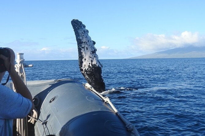 Eye-Level Whale or Dolphin Watching Eco-Raft Tour from Lahaina - The Sum Up