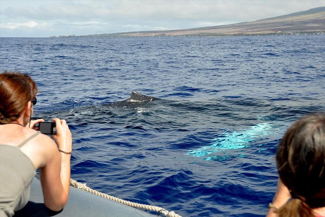 Eye-Level Whale or Dolphin Watching Eco-Raft Tour from Lahaina - Frequently Asked Questions