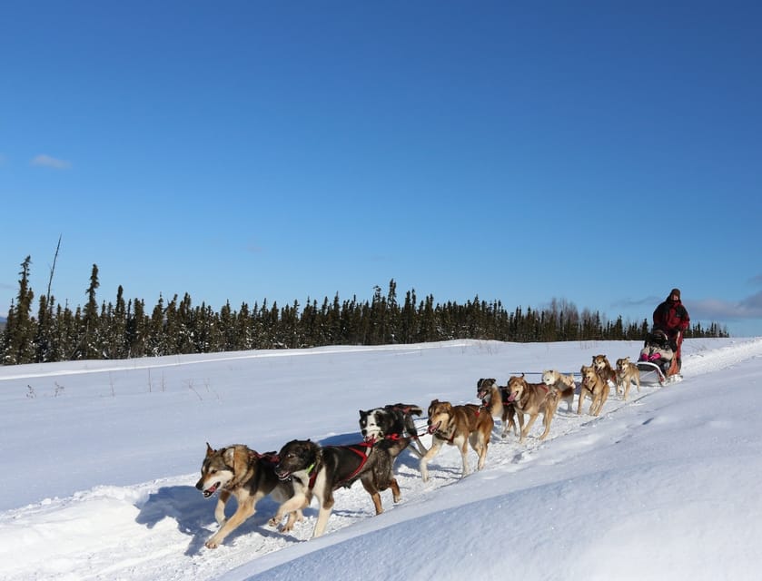 Fairbanks: 1-Hour Alaskan Winter Dog Sledding Adventure - FAQ