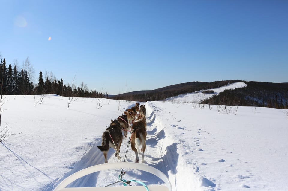 Fairbanks: 1-Hour Alaskan Winter Dog Sledding Adventure - What Makes This Tour Special