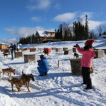 Fairbanks: 1-Hour Alaskan Winter Dog Sledding Adventure - The Experience Step-by-Step