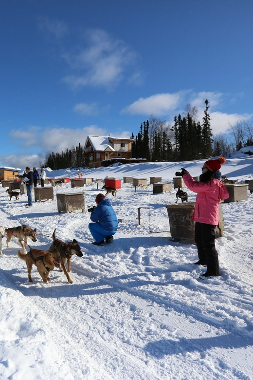 Fairbanks: 1-Hour Alaskan Winter Dog Sledding Adventure - The Experience Step-by-Step
