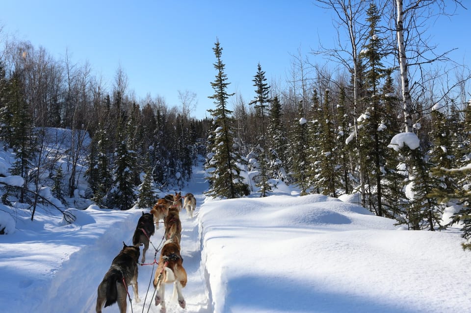 Fairbanks: 1-Hour Alaskan Winter Dog Sledding Adventure - The Guides and Their Role