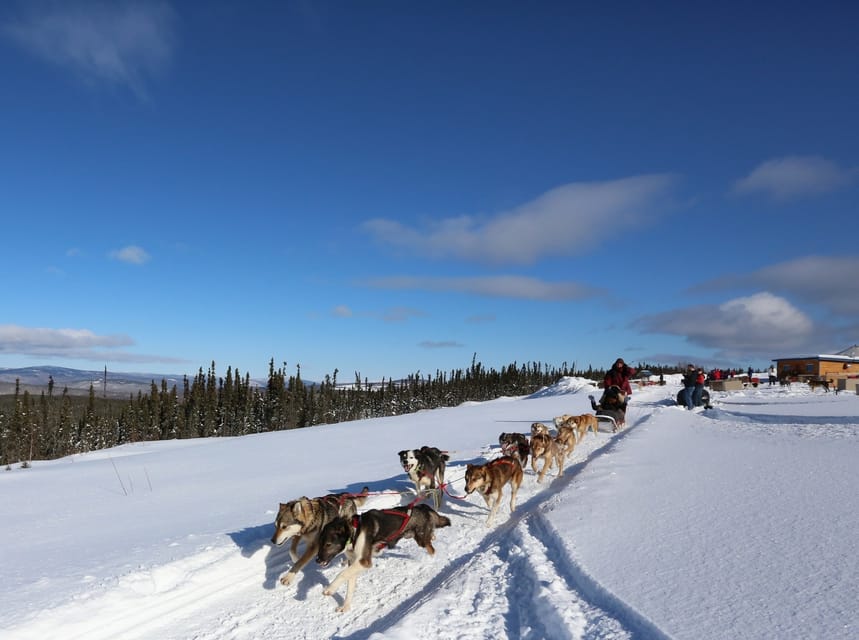 Fairbanks: 1-Hour Alaskan Winter Dog Sledding Adventure - The Dogs: The Heart of the Tour