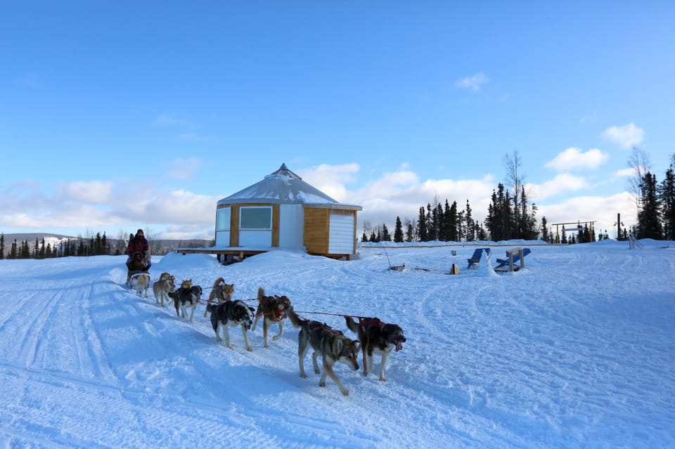 Fairbanks: 1-Hour Alaskan Winter Dog Sledding Adventure - Value and Pricing