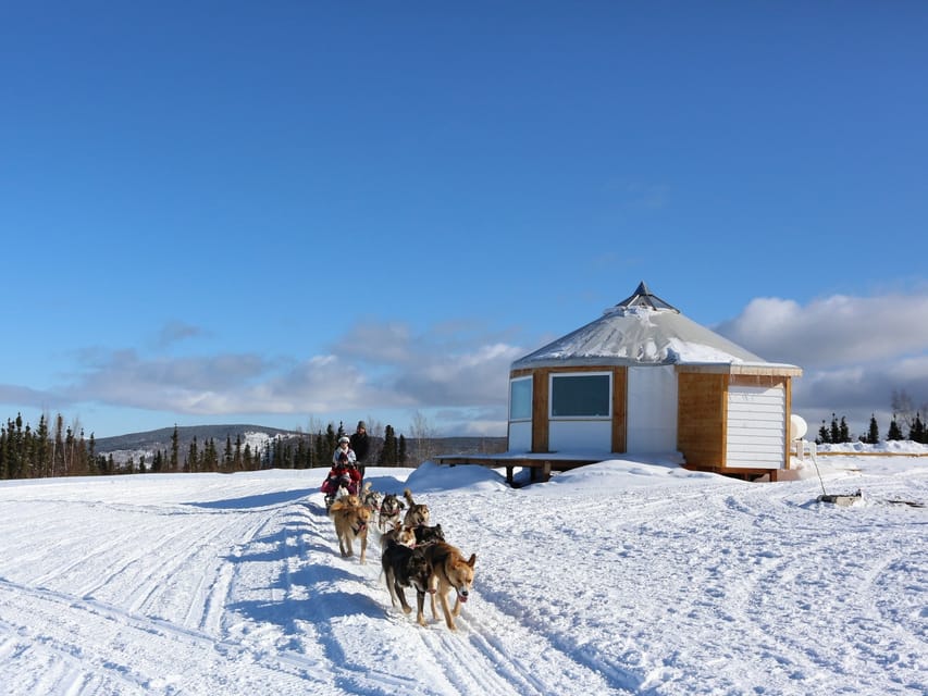 Fairbanks: 1-Hour Alaskan Winter Dog Sledding Adventure - Practical Tips for Enjoying the Tour
