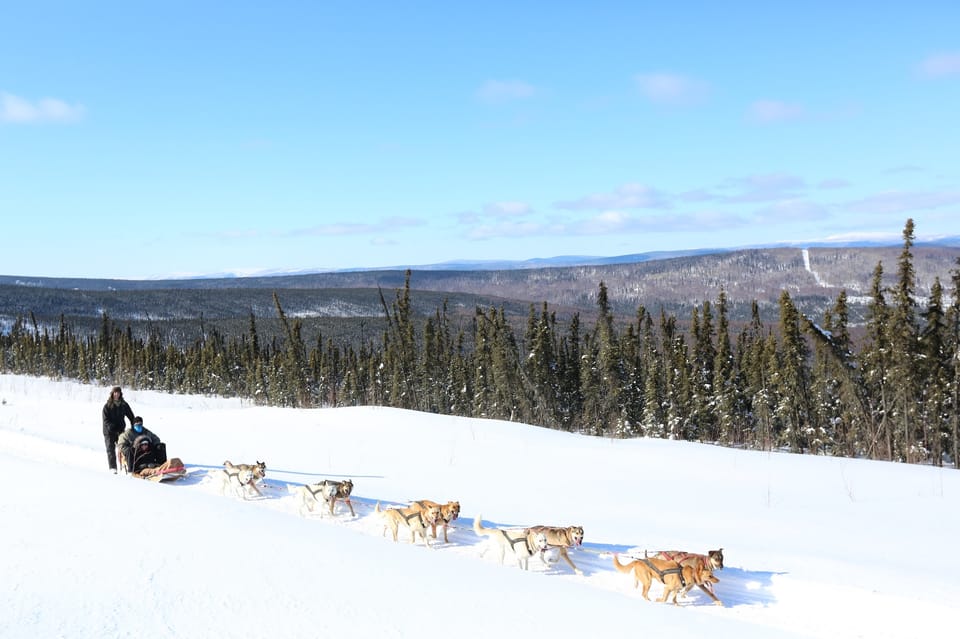 Fairbanks: 1-Hour Alaskan Winter Dog Sledding Adventure - Who Is This Tour Best For?