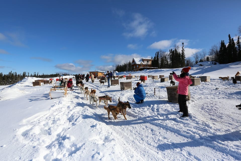 Fairbanks: 1-Hour Alaskan Winter Dog Sledding Adventure - The Sum Up