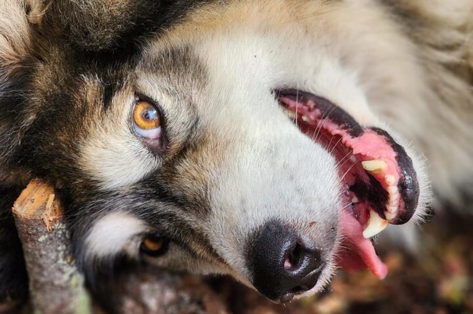 Fairbanks: Alaskan Summer Sled Dog Adventure - An In-Depth Look at the Fairbanks Summer Sled Dog Adventure