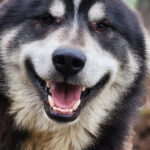 Fairbanks: Alaskan Summer Sled Dog Adventure - Who Would Enjoy This Tour?