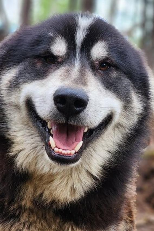 Fairbanks: Alaskan Summer Sled Dog Adventure - Who Would Enjoy This Tour?