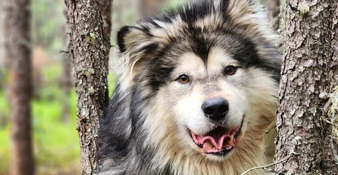Fairbanks: Alaskan Summer Sled Dog Adventure - Final Thoughts