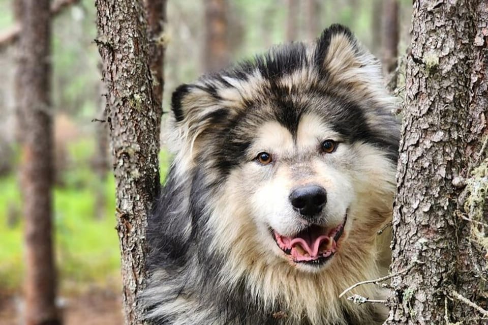 Fairbanks: Alaskan Summer Sled Dog Adventure - FAQ