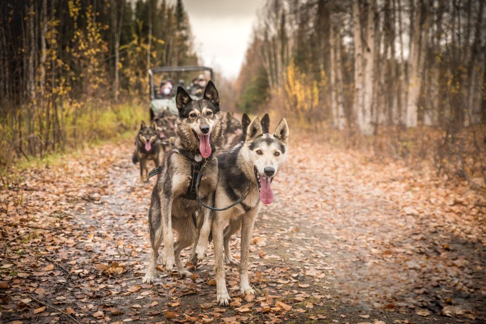 Fairbanks: Dog Mushing through Fall Landscapes on a UTV - What to Expect from the Tour