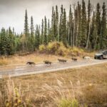Fairbanks: Dog Mushing through Fall Landscapes on a UTV - Detailed Breakdown of the Experience