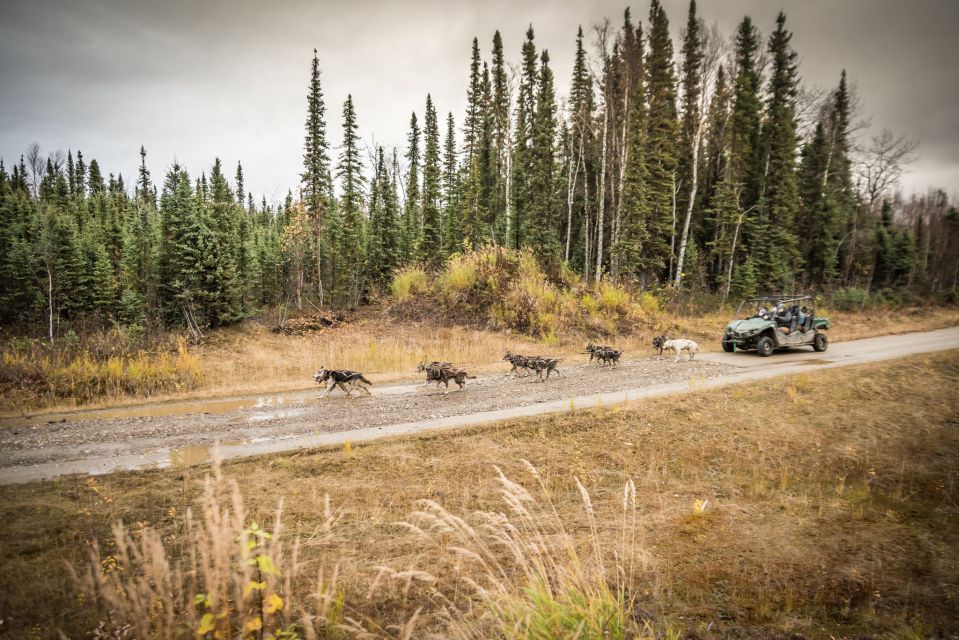 Fairbanks: Dog Mushing through Fall Landscapes on a UTV - Detailed Breakdown of the Experience