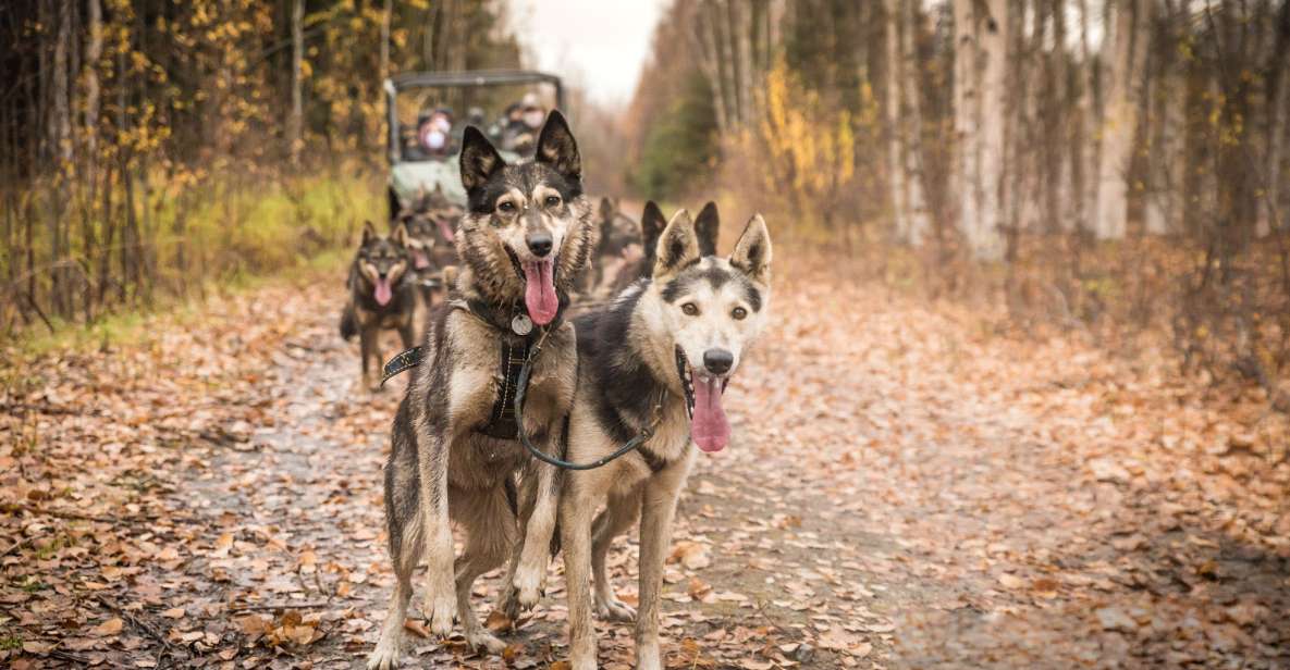 Fairbanks: Dog Mushing through Fall Landscapes on a UTV - Authentic Experiences and Guide Insights