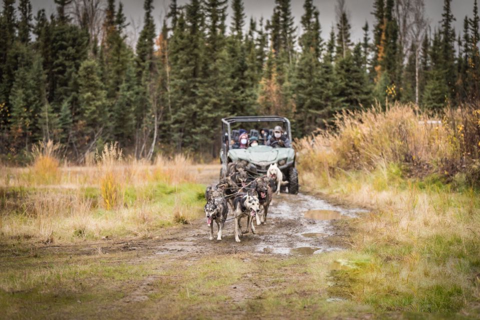 Fairbanks: Dog Mushing through Fall Landscapes on a UTV - Who Would Love This Tour?