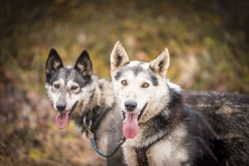 Fairbanks: Dog Mushing through Fall Landscapes on a UTV - Final Thoughts