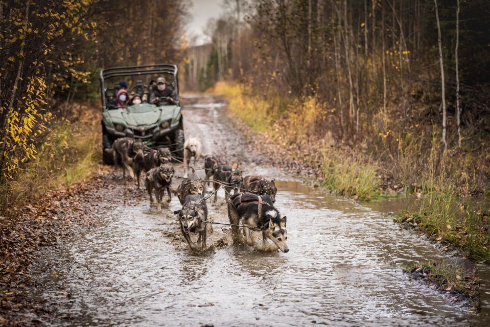 Fairbanks: Dog Mushing through Fall Landscapes on a UTV - FAQ