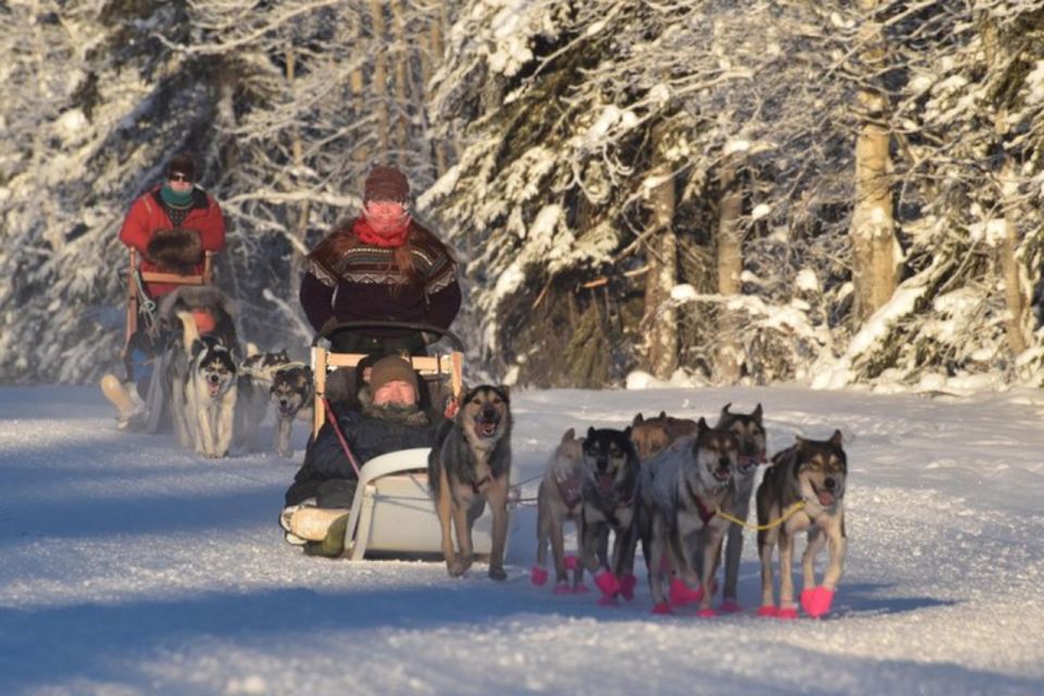 Fairbanks: Dog Sledding and Mushing Experience - An In-Depth Look at the Fairbanks Dog Sledding Tour