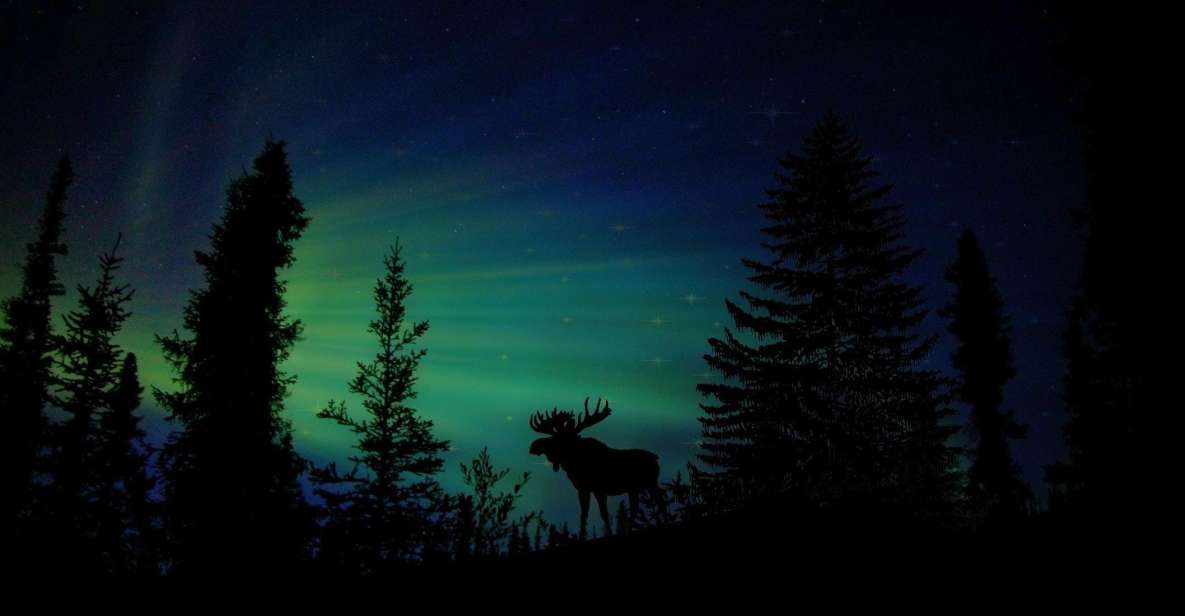 Fairbanks: Northern Lights and Chena Hot Springs Tour - The Experience: What Travelers Are Saying
