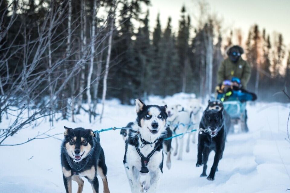 Fairbanks: Private Mush on the Historic Yukon Quest Trail - An Authentic Taste of Alaskan Mushing