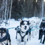 Fairbanks: Private Mush on the Historic Yukon Quest Trail - A Personal, Guided Experience