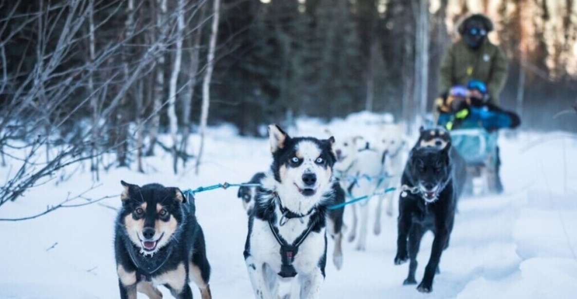 Fairbanks: Private Mush on the Historic Yukon Quest Trail - A Personal, Guided Experience