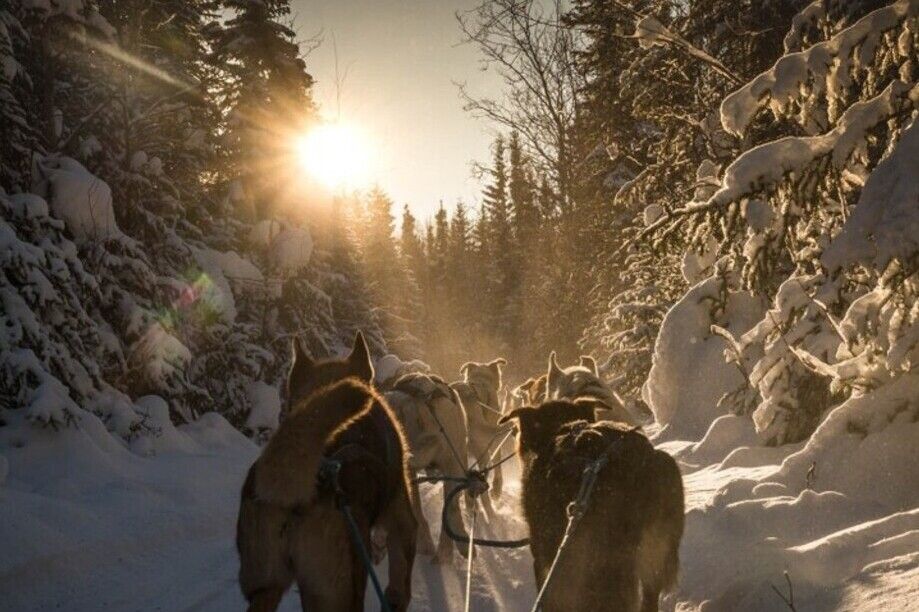 Fairbanks: Private Mush on the Historic Yukon Quest Trail - The Ride: Scenic, Serene, and Action-Packed