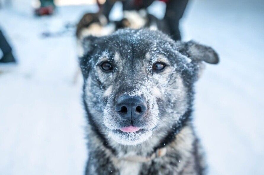 Fairbanks: Private Mush on the Historic Yukon Quest Trail - Final Thoughts