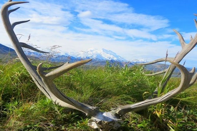 Fairbanks to Denali Shuttle Service - FAQ