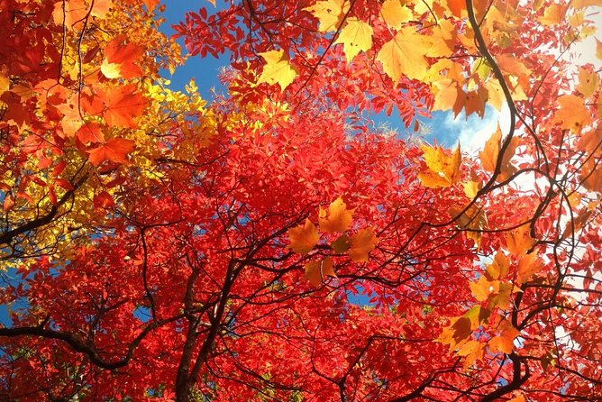 Fall Color Tour in the Smoky Mountains - Exploring the Fall Color Tour in the Smoky Mountains