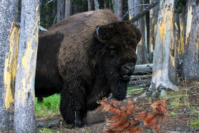 Family Friendly Private Tour at Yellowstone National Park w/Lunch - The Full Experience: A Detailed Look at the Tour
