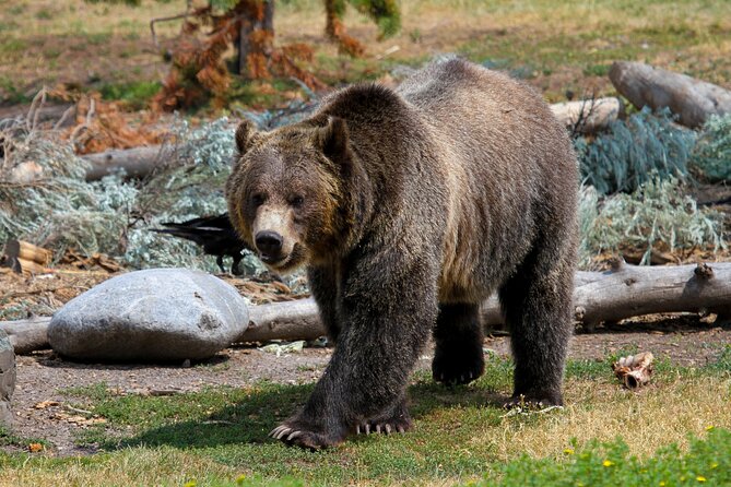 Family Friendly Private Tour at Yellowstone National Park w/Lunch - Who Will Love This Tour?