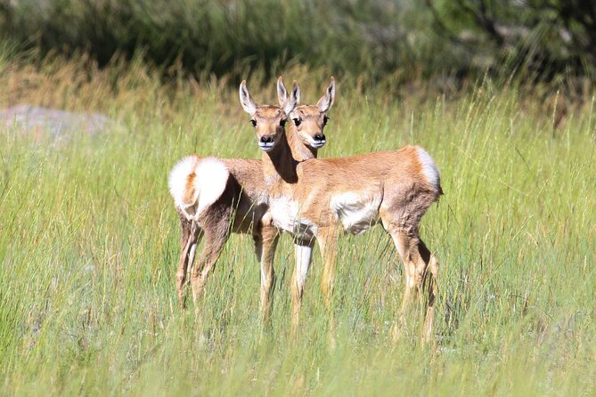 Family Friendly Private Tour at Yellowstone National Park w/Lunch - The Sum Up
