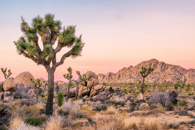 Family Rock Climbing Trips in Joshua Tree National Park (4 Hours) - Key Points