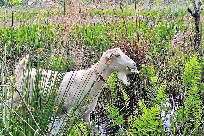Farm Experience with Ponies, Bunnies, Chickens and Goats - An In-Depth Look at the Farm Experience at Cheyne Ranch