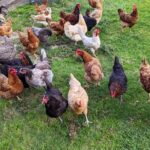 Farm Experience with Ponies, Bunnies, Chickens and Goats - FAQs