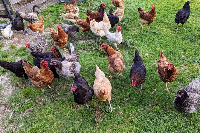 Farm Experience with Ponies, Bunnies, Chickens and Goats - FAQs