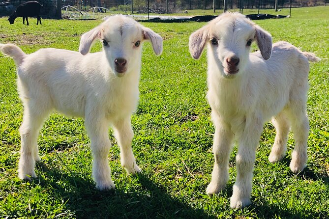 Farm Tour at Clover Brooke Llama/Alpaca/Goat Farm - Key Points